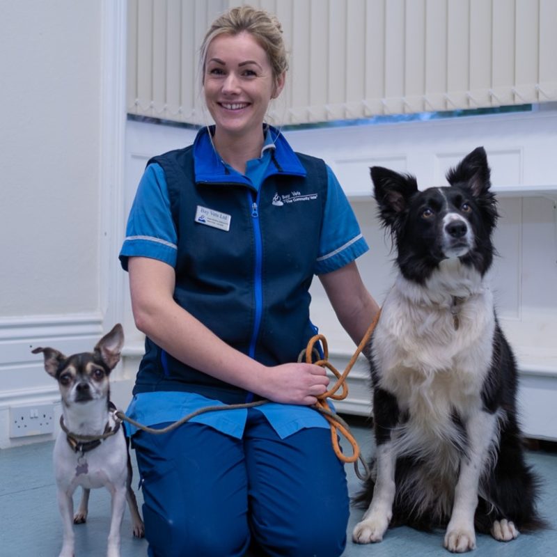 Meet Our Team - Bay Vets