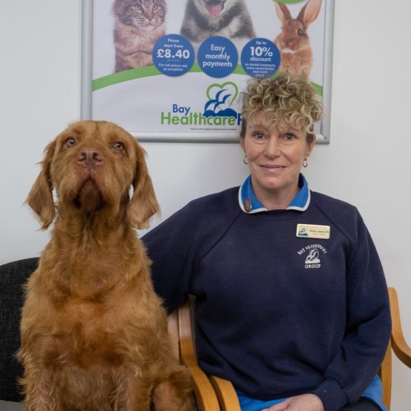 Meet Our Team - Bay Vets