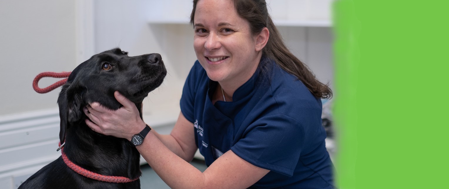 Bay Vets | Vets in Lancashire and Cumbria