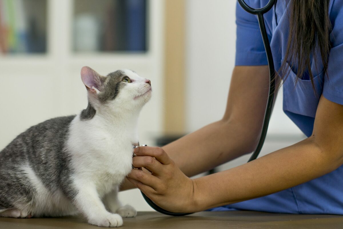 The Importance of Finding A Cat-Friendly Veterinary Clinic