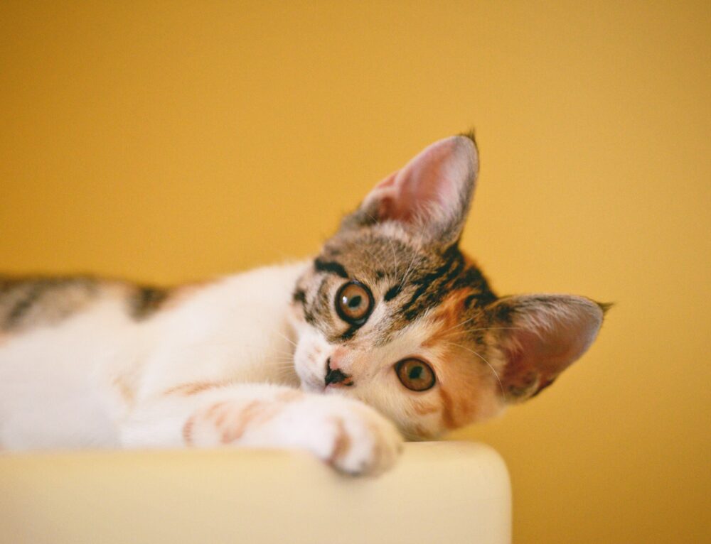 How Animals Can Help Humans